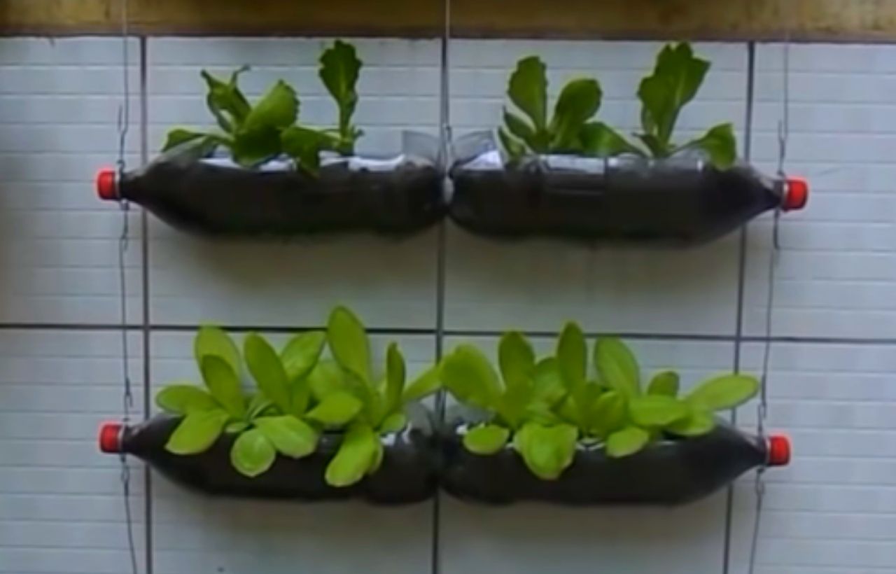 Which Plants Can Be Grown In Plastic Bottles? – Slick Garden