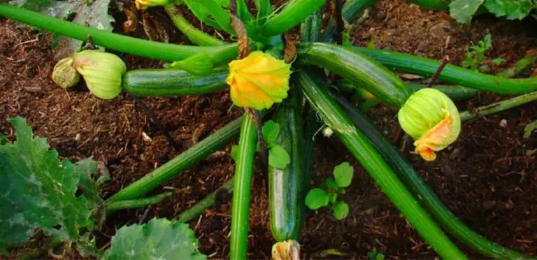 Easiest Vegetables To Grow In A Mini Or Small Greenhouse – Slick Garden