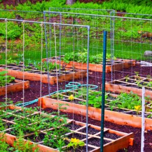 7 Gardening Activities You Can Do In Self Isolation – Slick Garden