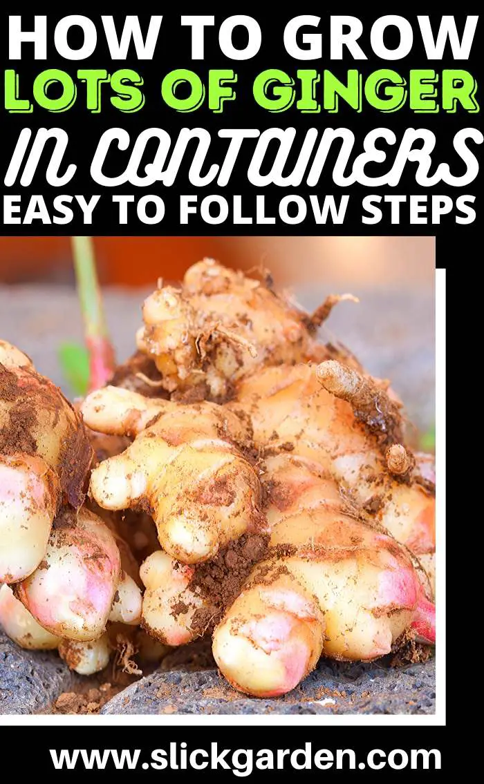 How to Grow Lots of Ginger in Containers – Slick Garden