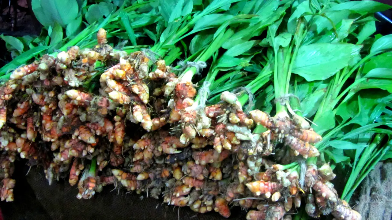 8 Tips On How to Grow a Ton of Turmeric At Home – Slick Garden