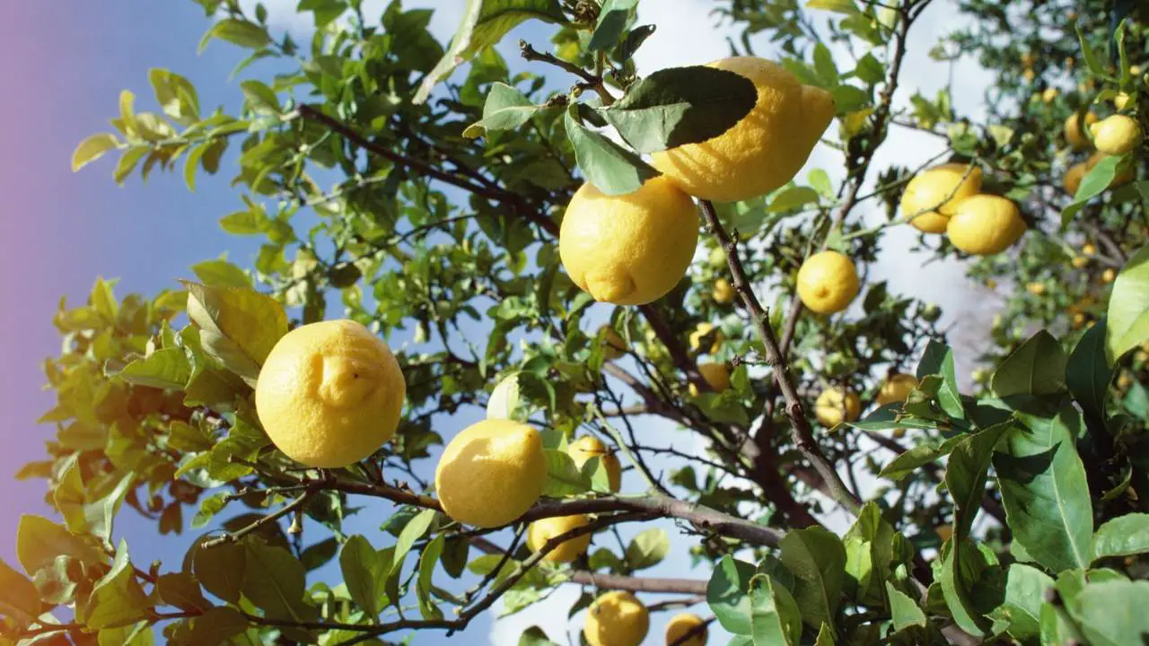 6 Tips To Grow Ton Of Lemons On Just 1 Tree – Slick Garden
