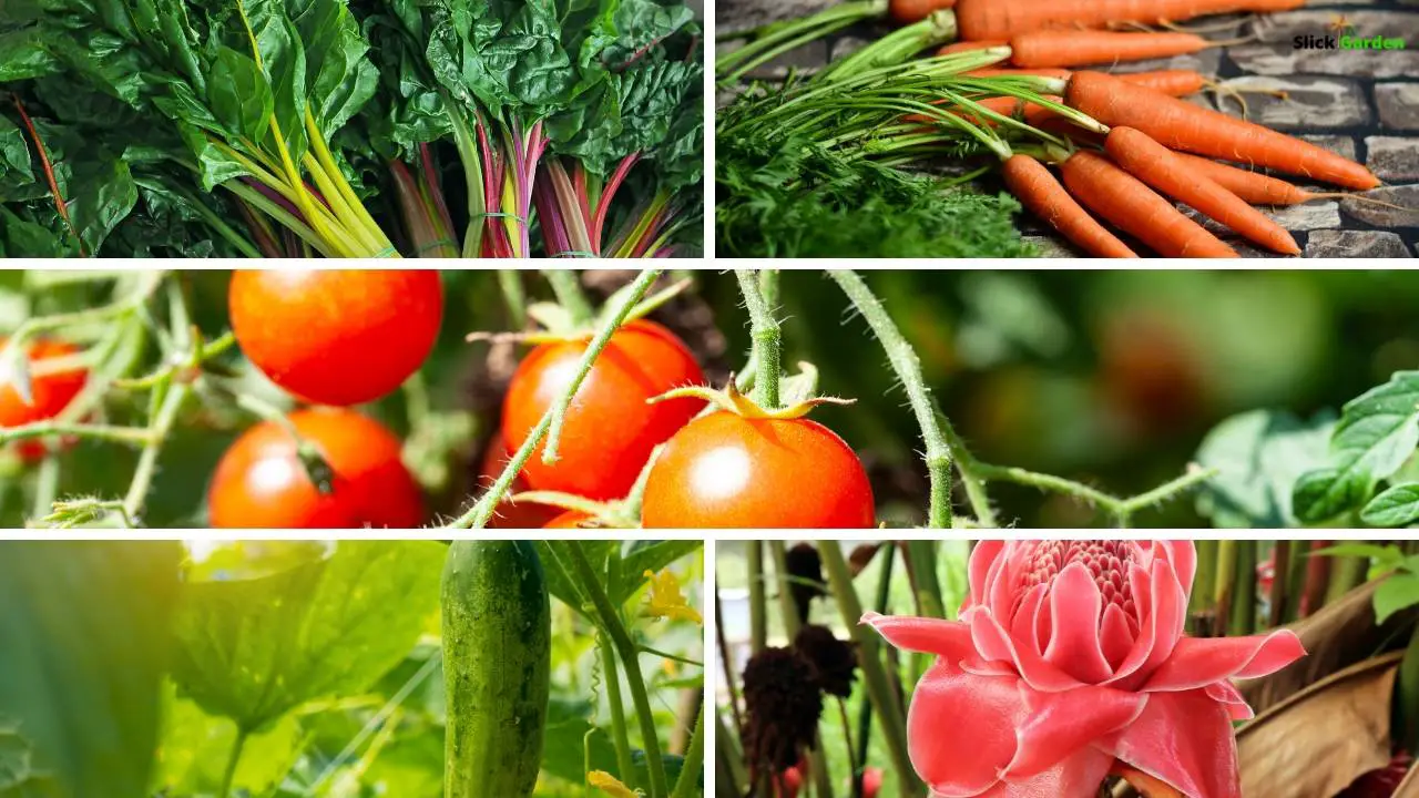 30 Best Vegetables To Grow In Buckets – Slick Garden