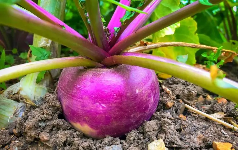 How to Grow Turnip From Seeds – Slick Garden
