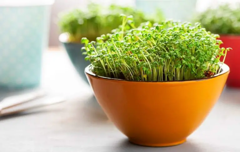 How to Grow Microgreen indoors? – Slick Garden