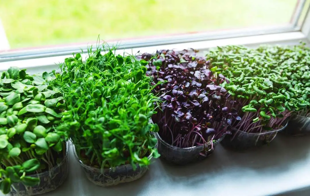 How to Grow Microgreen indoors? – Slick Garden