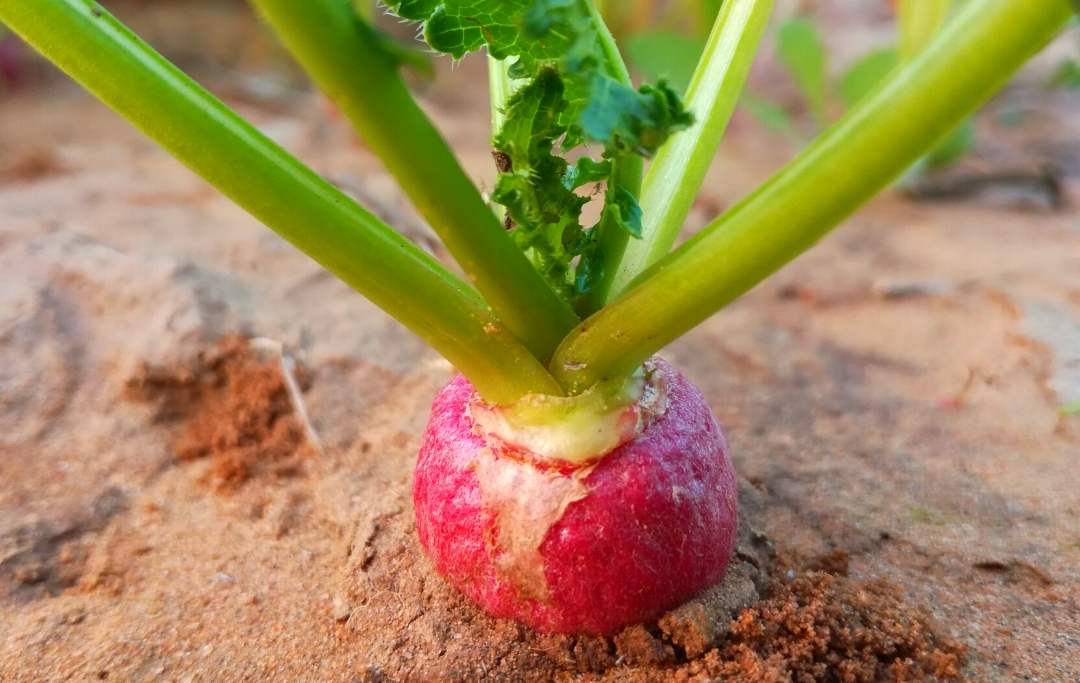How to Grow Turnip From Seeds – Slick Garden