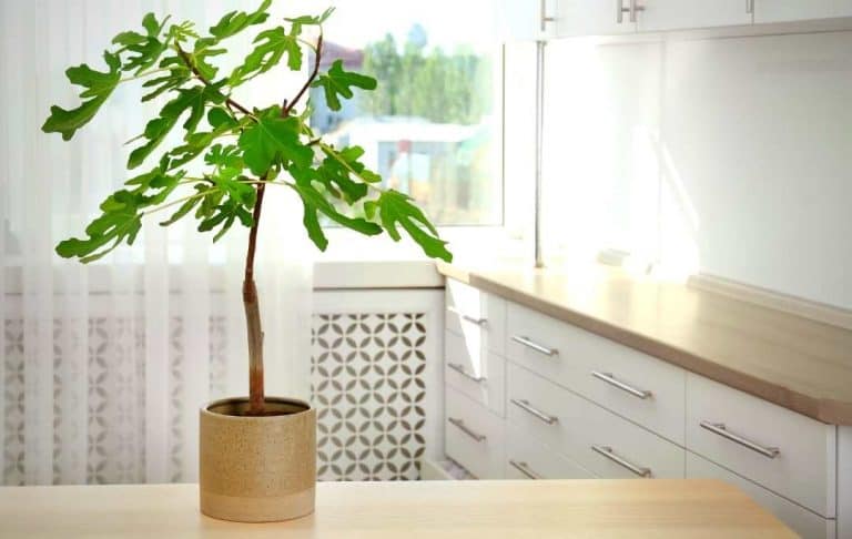 HOW TO GROW FIG TREE INDOORS? – Slick Garden