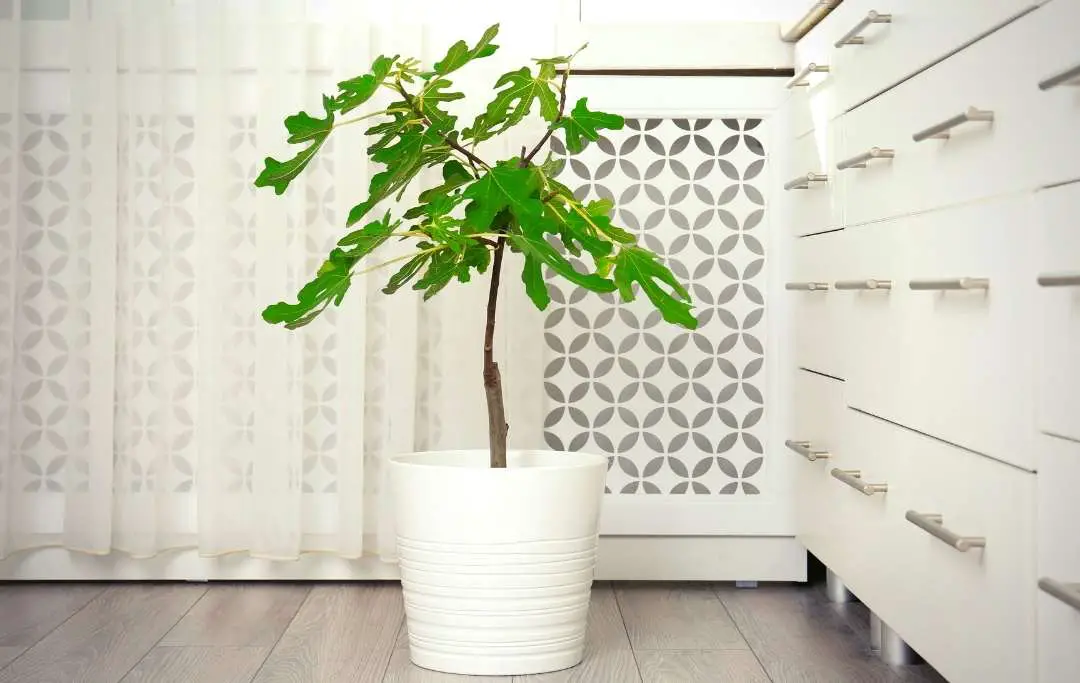 HOW TO GROW FIG TREE INDOORS? – Slick Garden