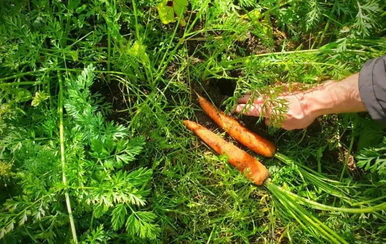 VEGETABLES THAT CAN GROW IN SANDY SOIL – Slick Garden