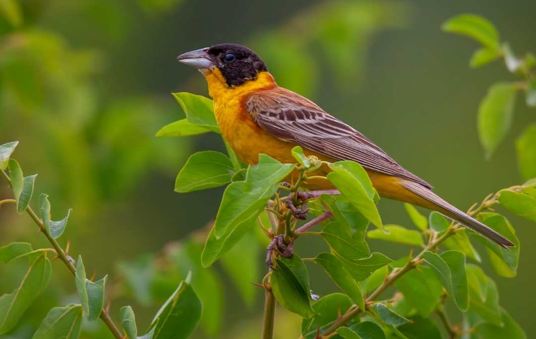 WHY THE GARDEN IS CONSIDERED AN ECOSYSTEM? – Slick Garden