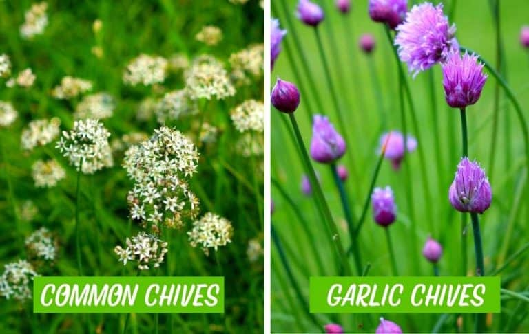 HOW TO GROW CHIVES FROM GROCERY STORE? – Slick Garden
