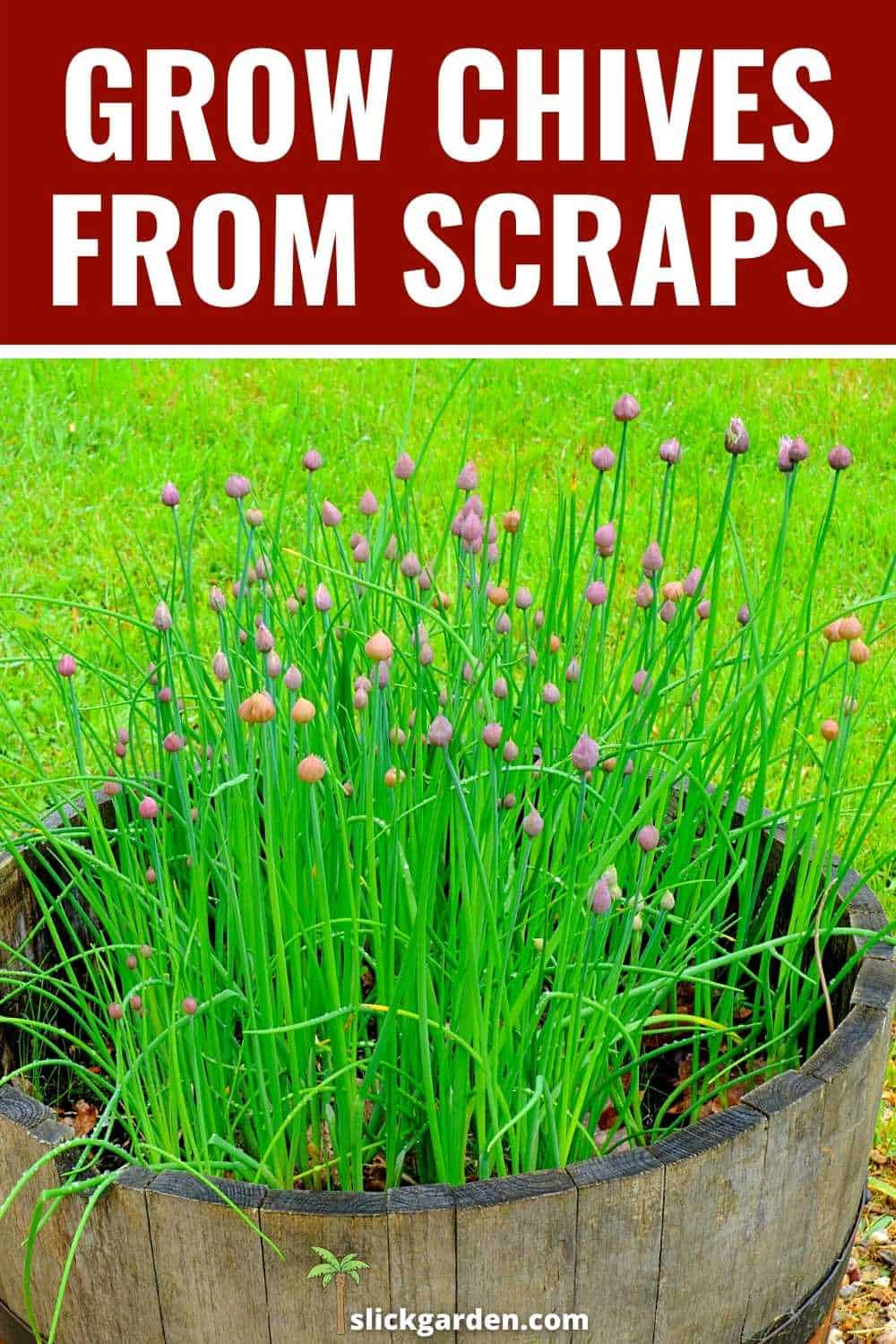 HOW TO GROW CHIVES FROM GROCERY STORE? – Slick Garden