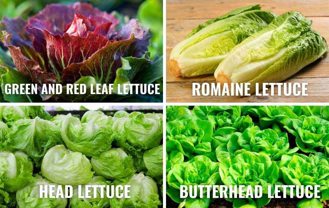 HOW TO GROW LETTUCE IN A SMALL GREENHOUSE? – Slick Garden