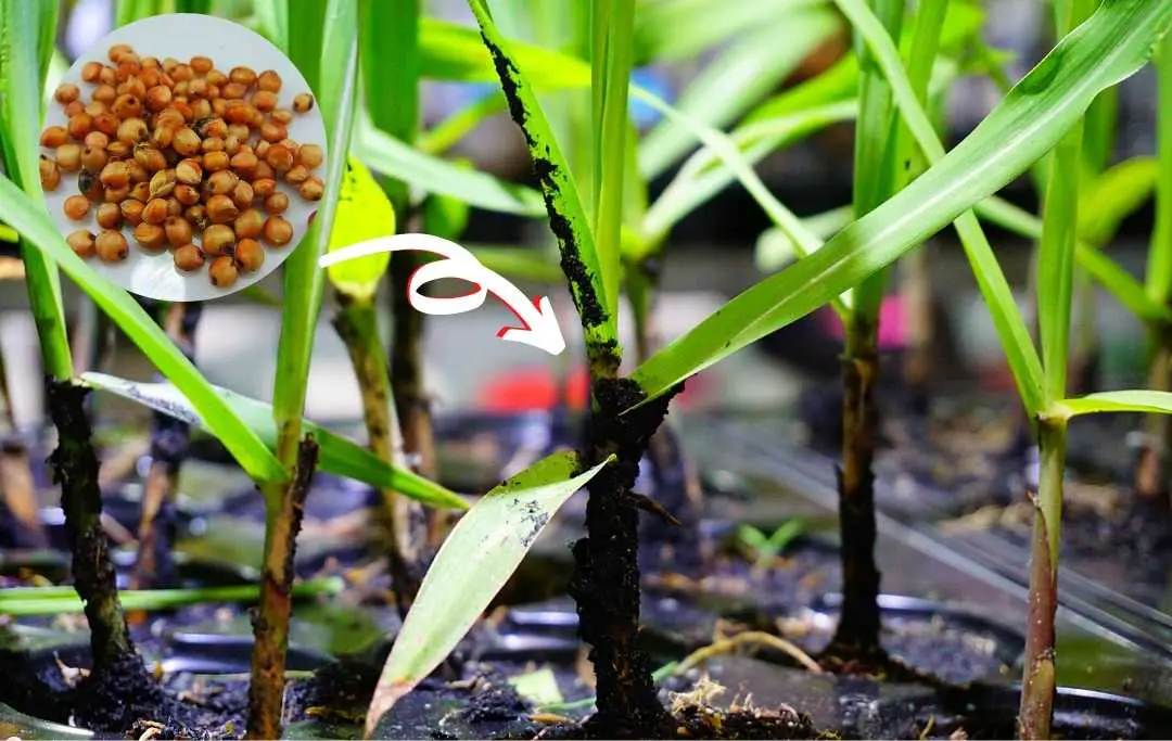 HOW TO GROW SUGAR CANE INDOORS? – Slick Garden