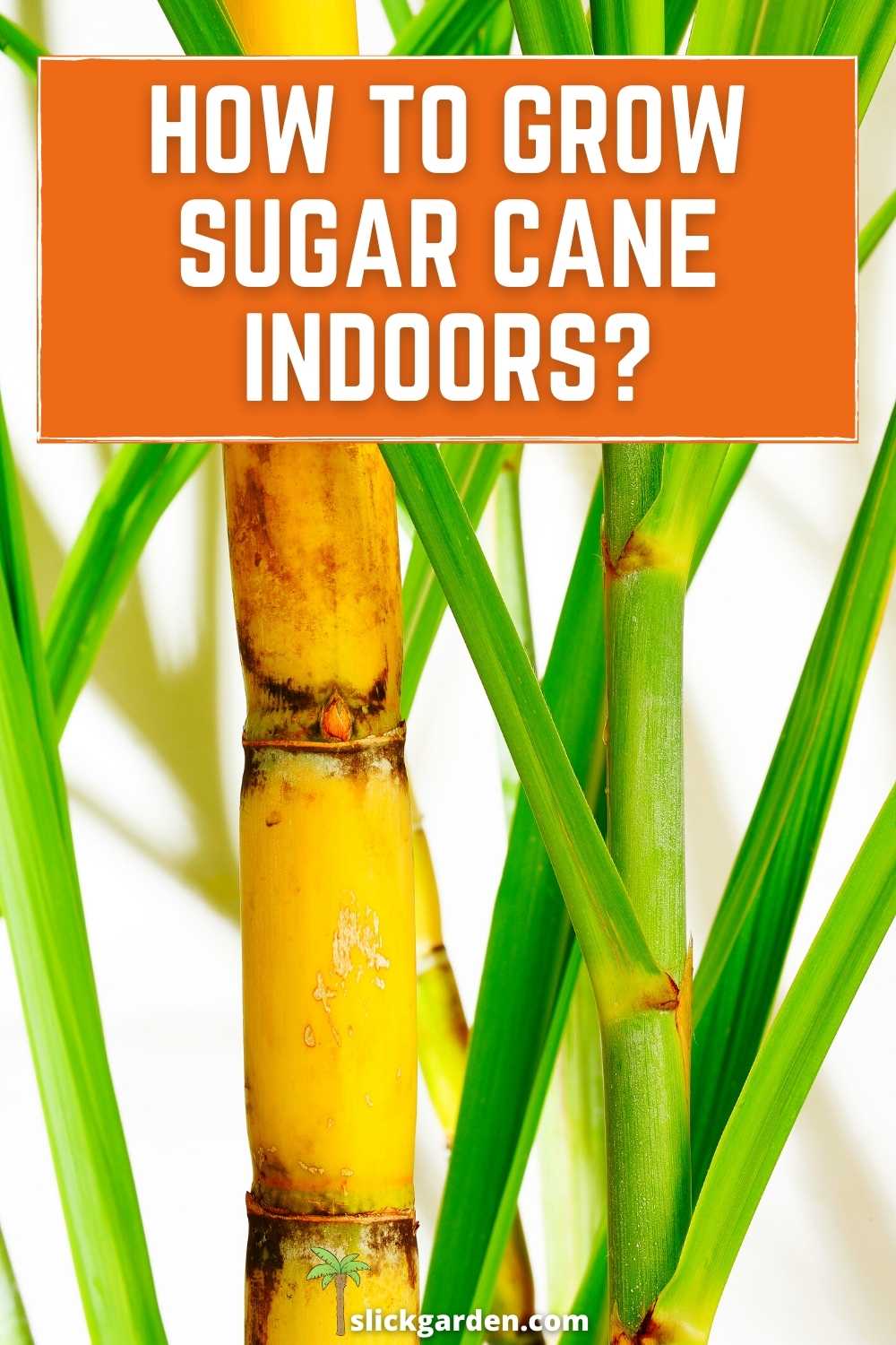HOW TO GROW SUGAR CANE INDOORS? – Slick Garden