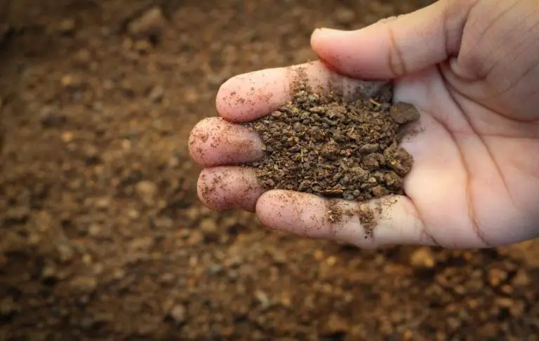 15 SIMPLE AND INEXPENSIVE HOMEMADE FERTILIZERS – Slick Garden