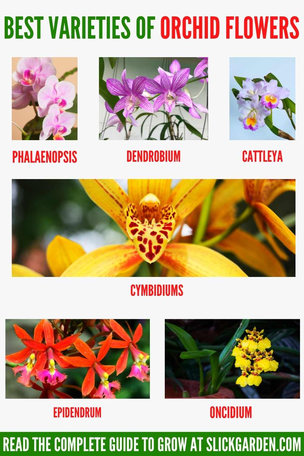 HOW TO GROW ORCHIDS FROM SEEDS? – Slick Garden