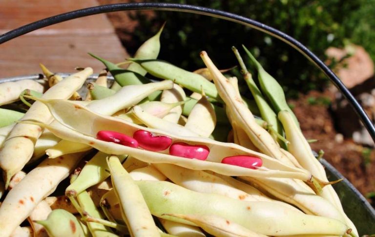 HOW TO GROW KIDNEY BEANS IN A POT? – Slick Garden