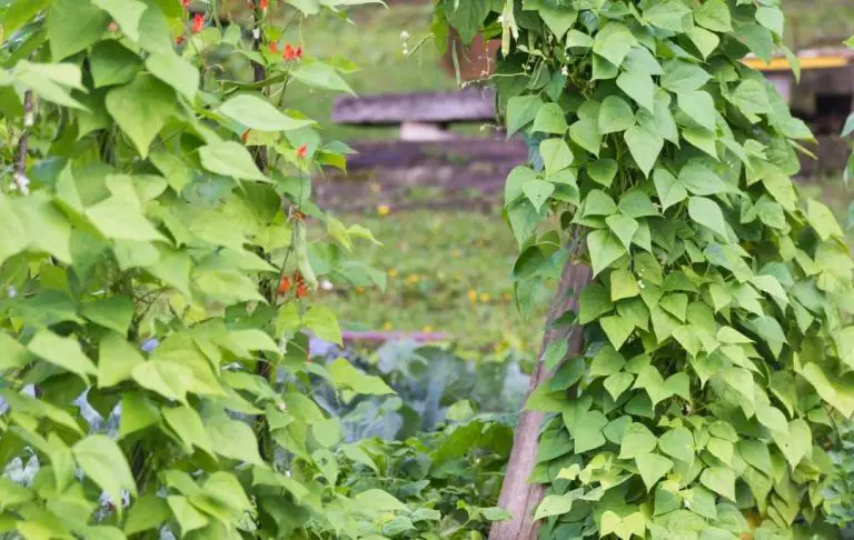HOW TO GROW KIDNEY BEANS IN A POT? – Slick Garden