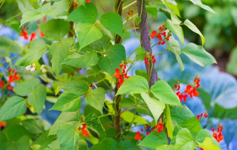 HOW TO GROW KIDNEY BEANS IN A POT? – Slick Garden