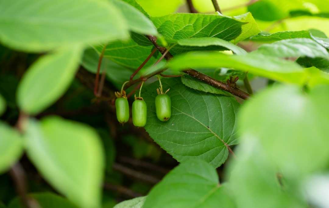 GROWING KIWI BERRIES IN POT – Slick Garden