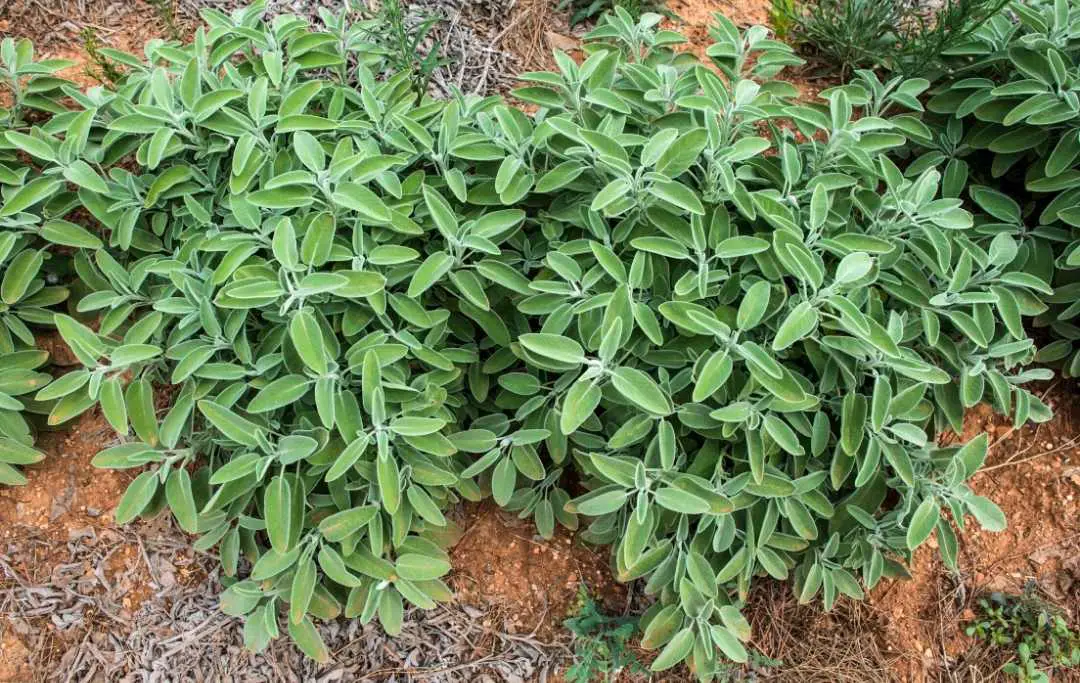 PROPAGATE SAGE FROM THE GROCERY STORE – Slick Garden