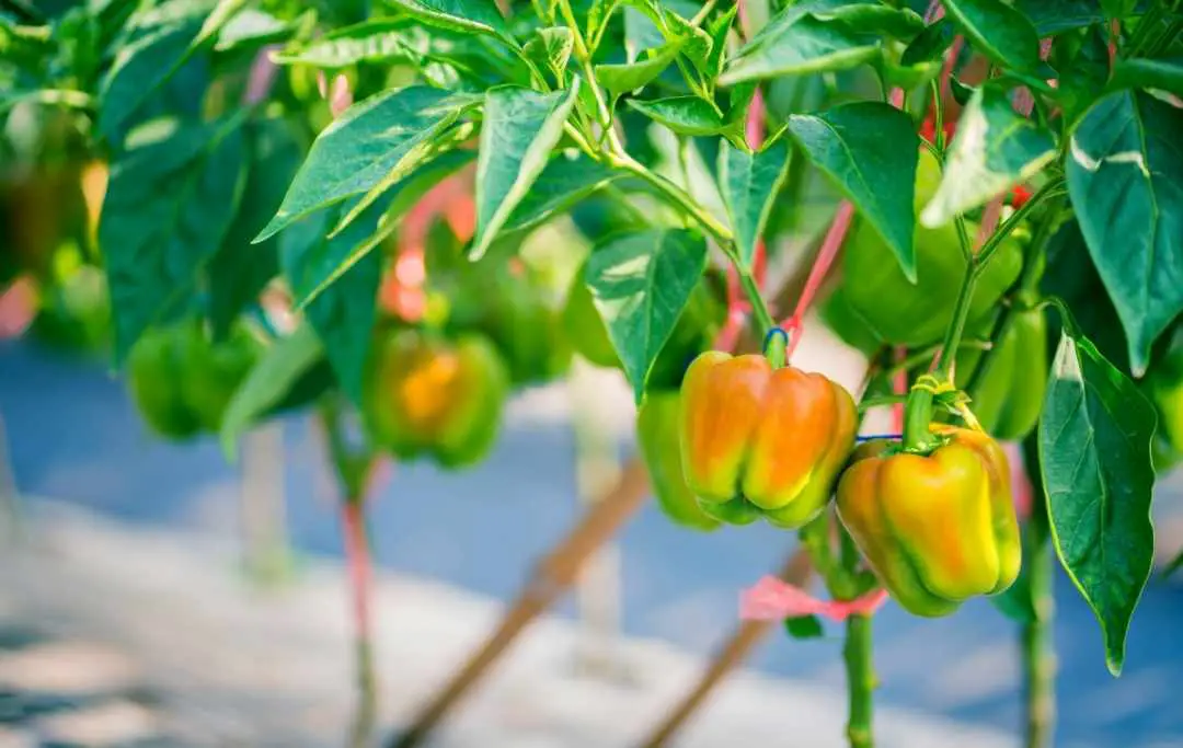 HOW TO GROW BELL PEPPERS FROM SCRAPS? – Slick Garden