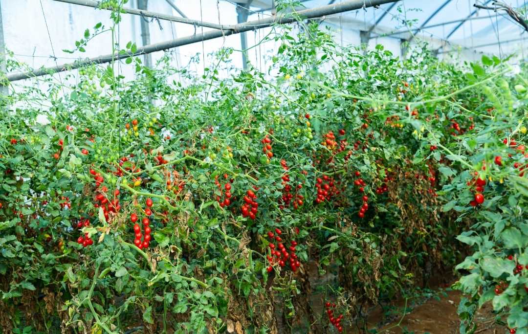 HOW TO GROW CHERRY TOMATOES IN A GREENHOUSE? – Slick Garden