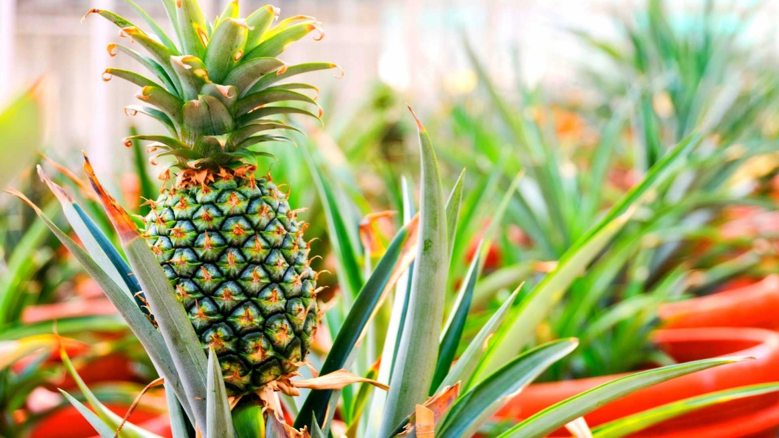 HOW TO GROW PINEAPPLE FROM SEEDS? – Slick Garden