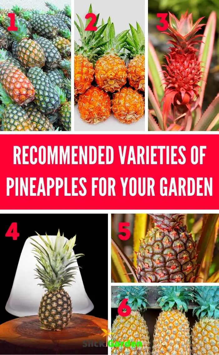 HOW TO GROW PINEAPPLE FROM SEEDS? – Slick Garden