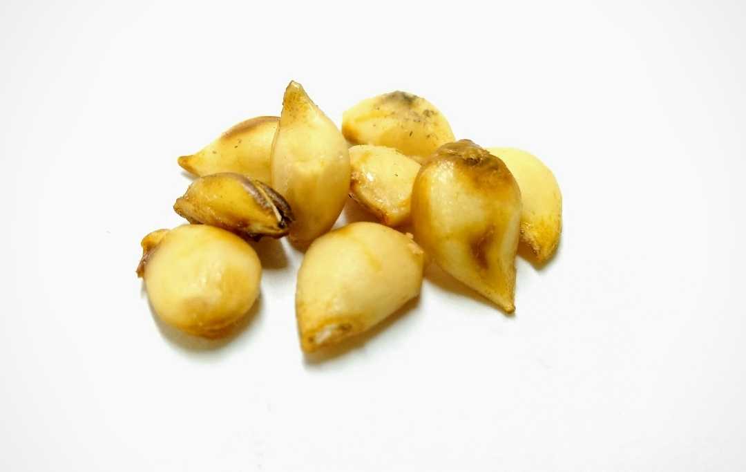 EVERYTHING YOU NEED TO KNOW ABOUT GROWING PEAR TREE FROM SEEDS – Slick ...