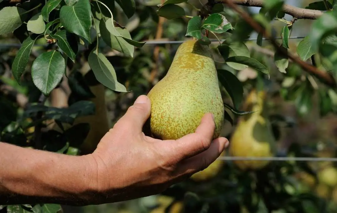 EVERYTHING YOU NEED TO KNOW ABOUT GROWING PEAR TREE FROM SEEDS – Slick ...