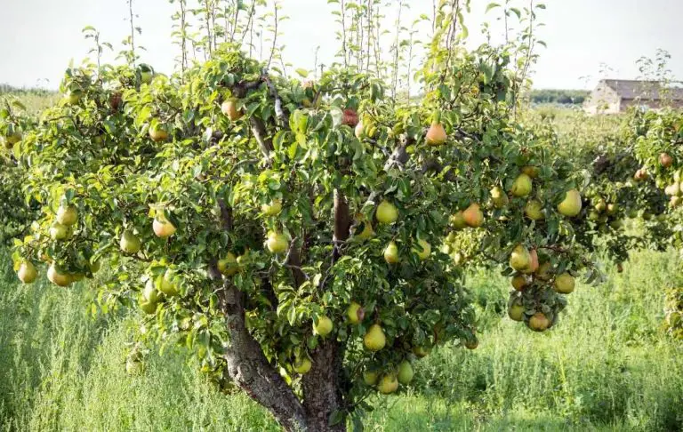EVERYTHING YOU NEED TO KNOW ABOUT GROWING PEAR TREE FROM SEEDS – Slick ...