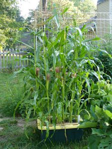 HOW TO GROW SWEET CORN IN CONTAINERS? – Slick Garden