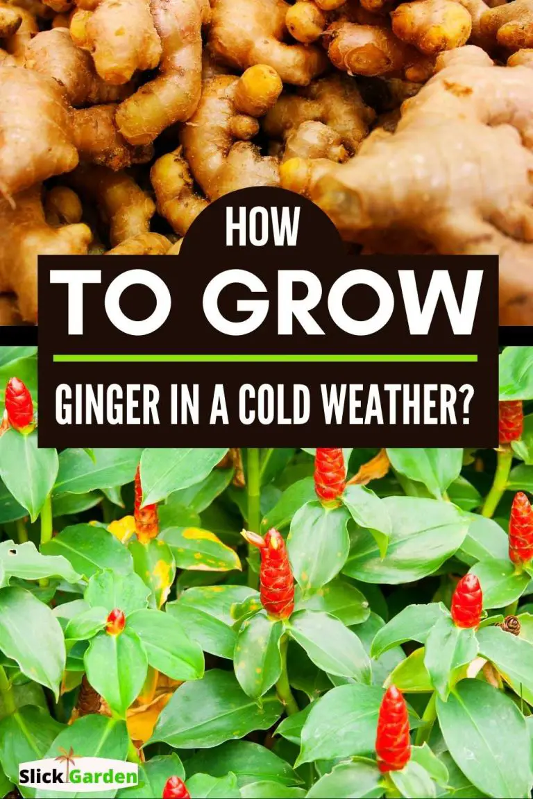 How To Grow Ginger In A Cold Weather? – Slick Garden