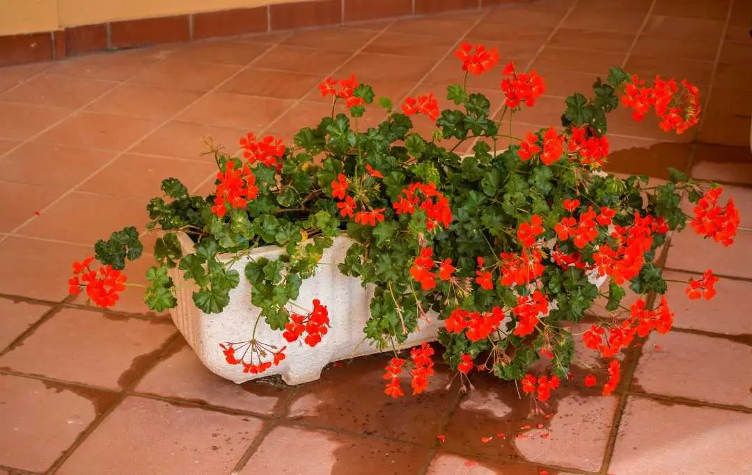 15 PLANTS THAT GROW FROM CUTTINGS IN WATER – Slick Garden