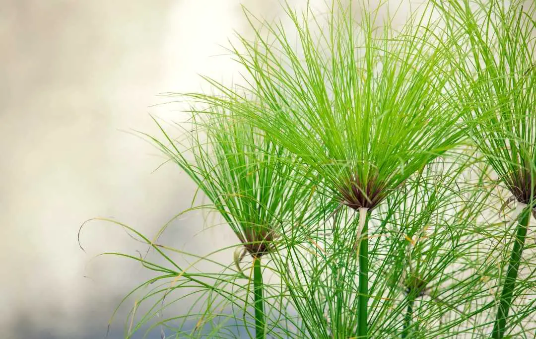 15 PLANTS THAT GROW FROM CUTTINGS IN WATER – Slick Garden