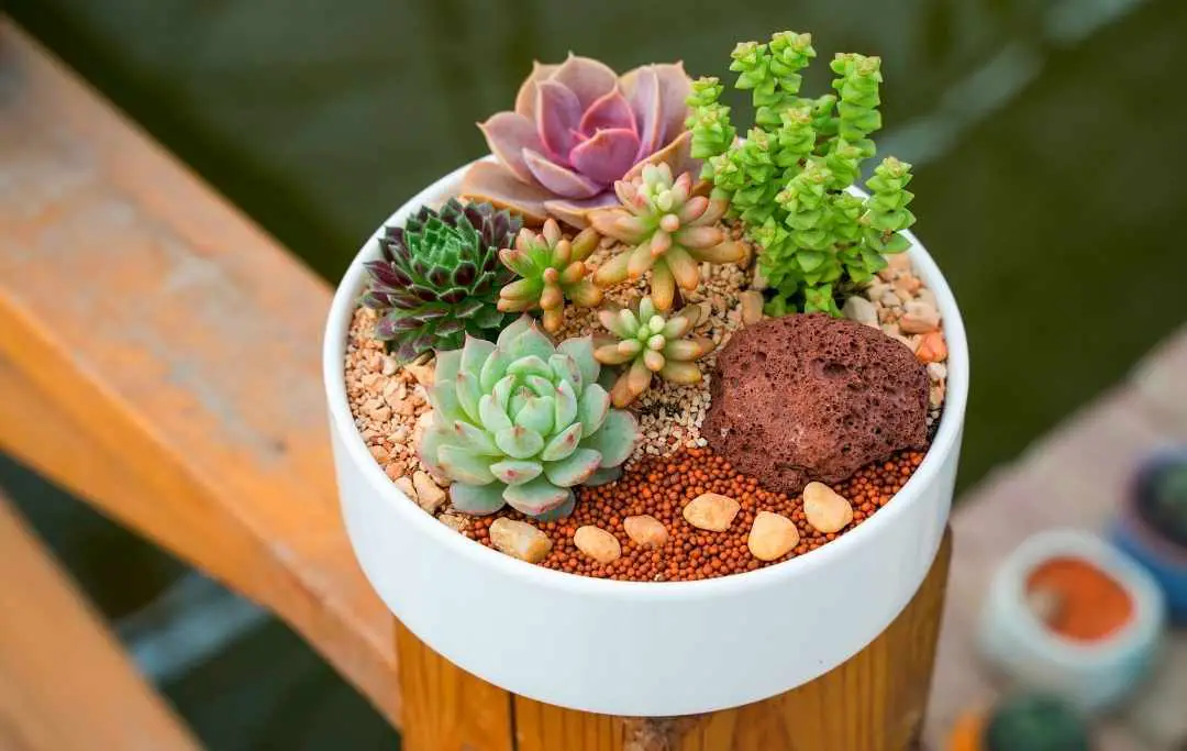 How To Care For Succulents Outdoor? – Slick Garden