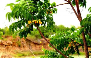 How To Grow A Neem Tree Without Seeds? – Slick Garden