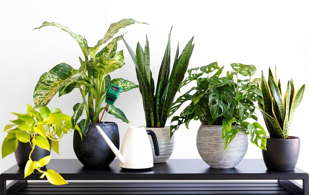 15 Indoor Plants For Beginners – Slick Garden