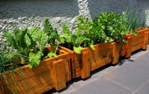 How To Grow Spinach In Containers? – Slick Garden