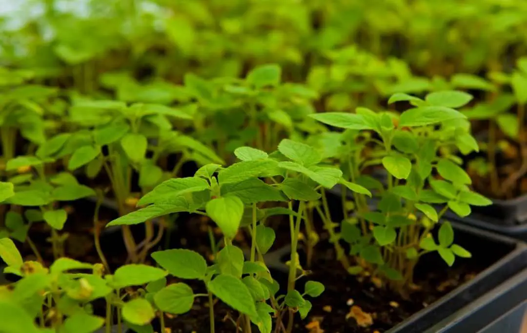 How To Grow Chia Seeds At Home? – Slick Garden