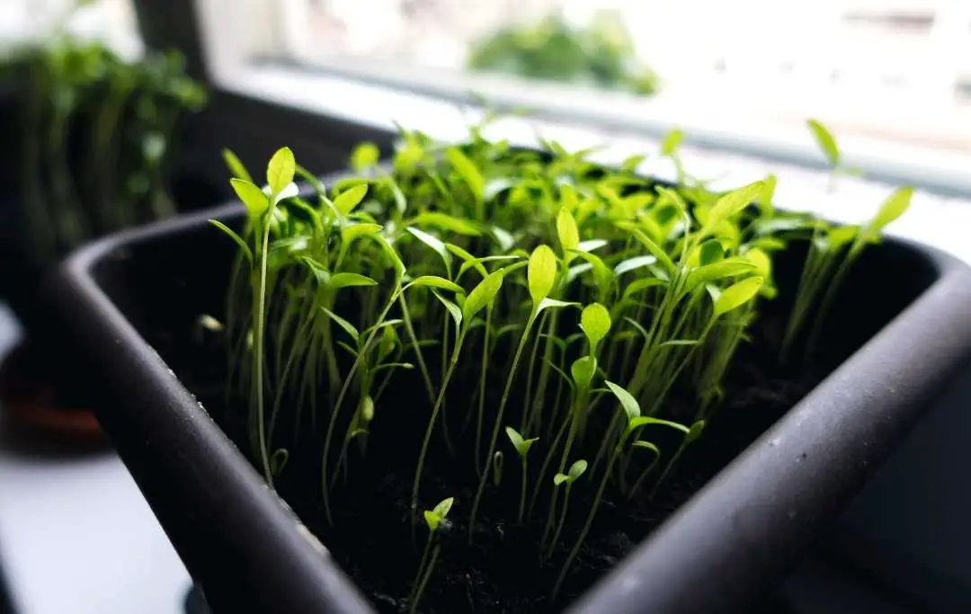 Grow Cilantro Indoors From Seeds – Slick Garden