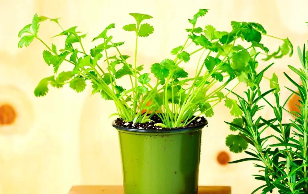 Grow Cilantro Indoors From Seeds – Slick Garden