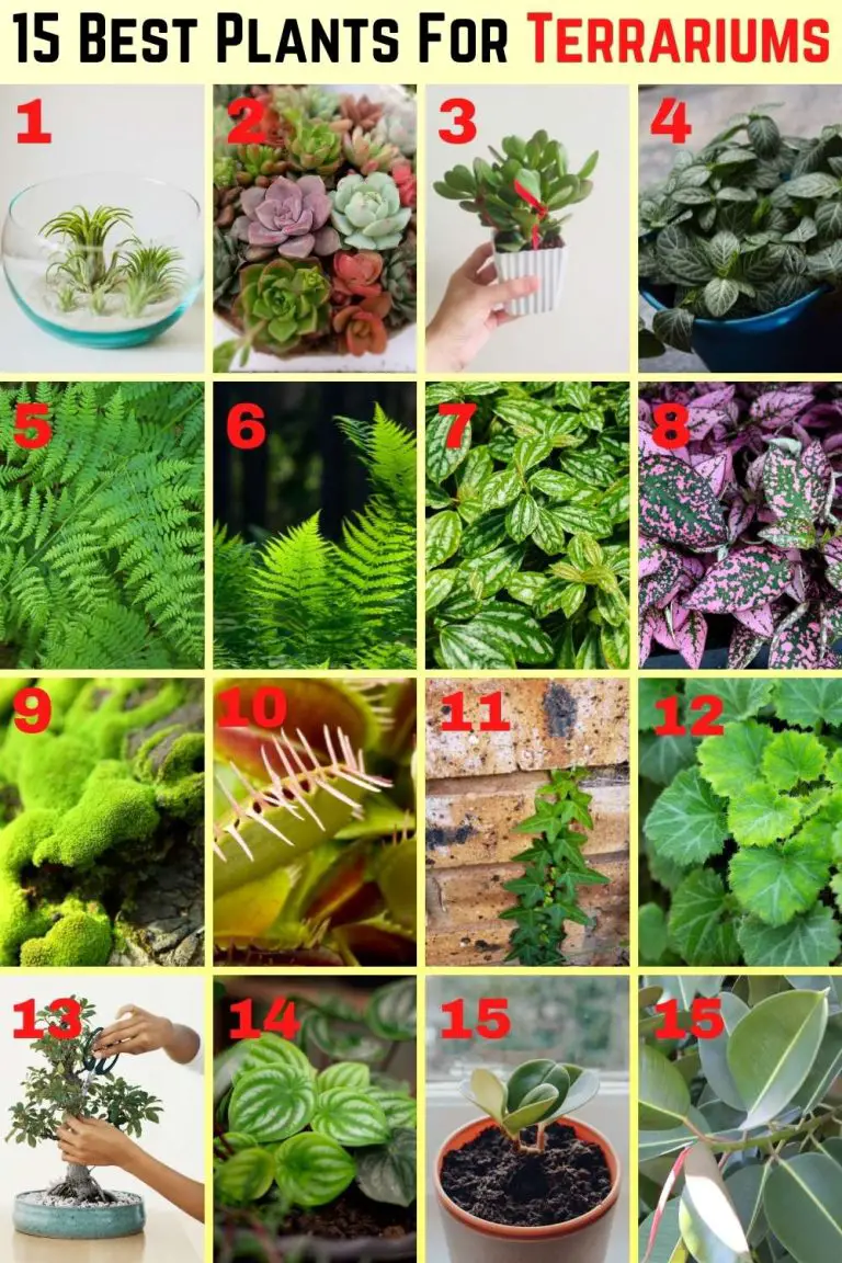 15 Best Plants For Terrariums – Slick Garden