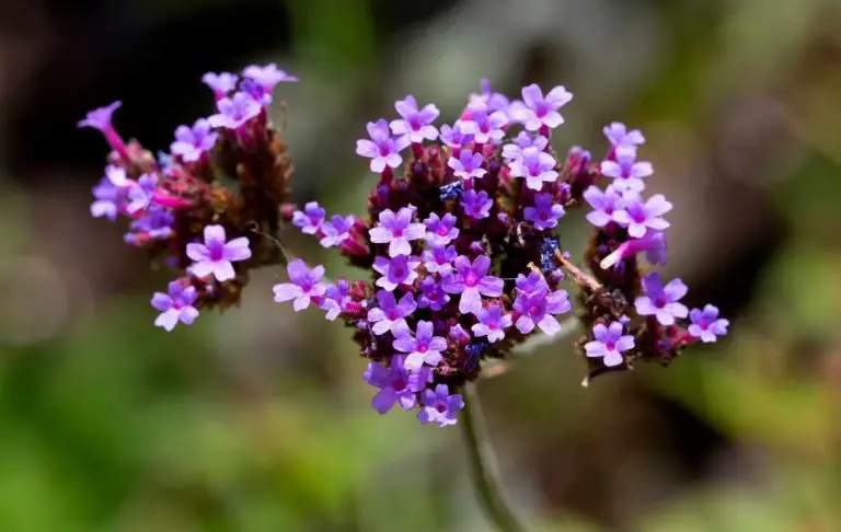 How To Grow Vervain? – Slick Garden