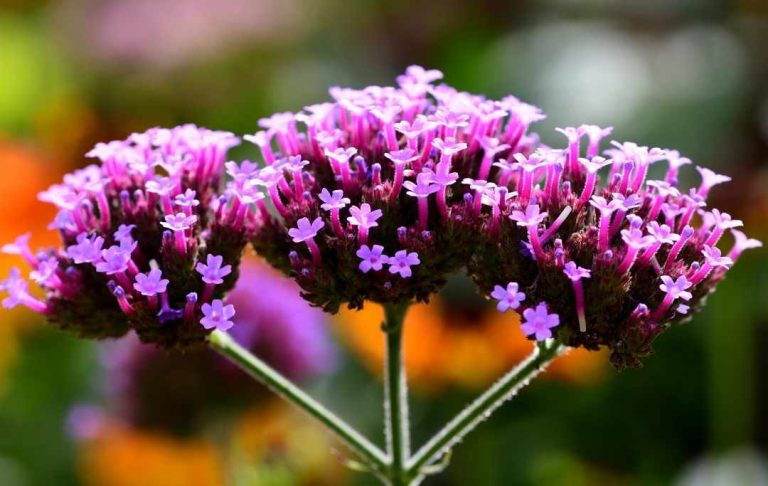 How To Grow Vervain? – Slick Garden