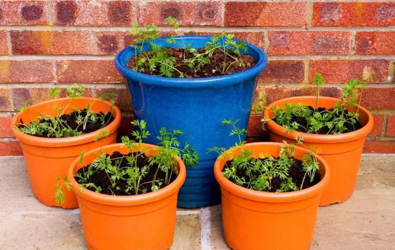 Growing Carrots In Containers – Slick Garden