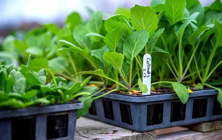 Growing Collard Greens From Seed – Slick Garden